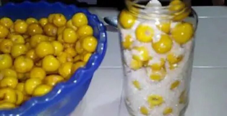 RECETA DE NANCES EN GUARO - 🥇 Recetas hondureñas 【 2026 】🍽️